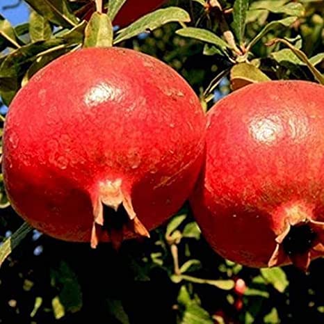 Mphmi Live Plants Nursery Garden Pomegranate Plant Annar, Anar (Grafted ...