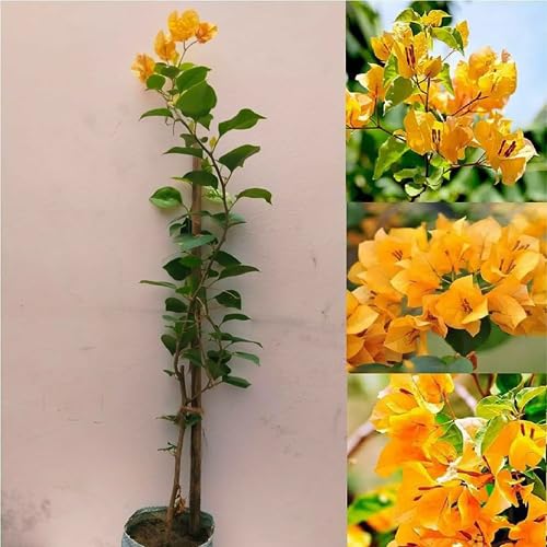 NatureHills Yellow Bougainvillea Flower Plant Yello Kagoj Ful Bagan ...