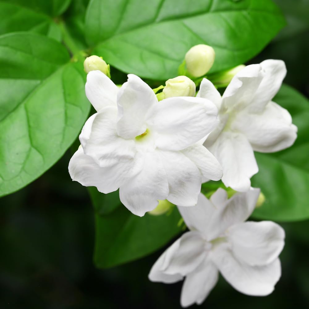 Amazon.co.jp: ITANSE ジャスミン マツリカ 9cm 2個セット 品種で選べる花木苗 学名 Jasminum sambac モクセイ科ソケイ属 半常緑性常緑低木 別名 ...