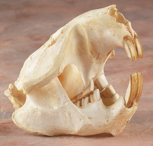 Beaver Skull Replica: Animal Anatomical Models: Amazon.com: Industrial ...