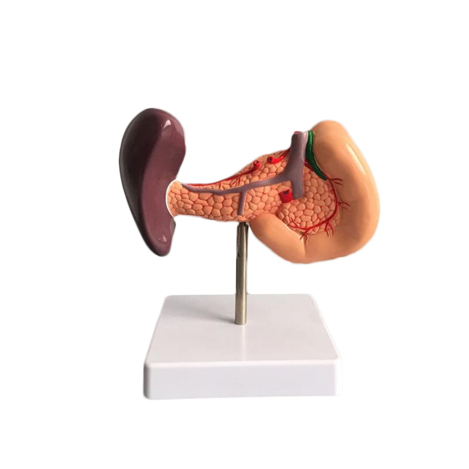 Buy DADAKEWIN Pancreas Digestive System Anatomical Model Spleen ...