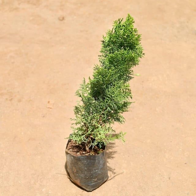 Morpankhi/Thuja Golden In 6 Inch Plant Nursery Bag : Amazon.in: Garden ...