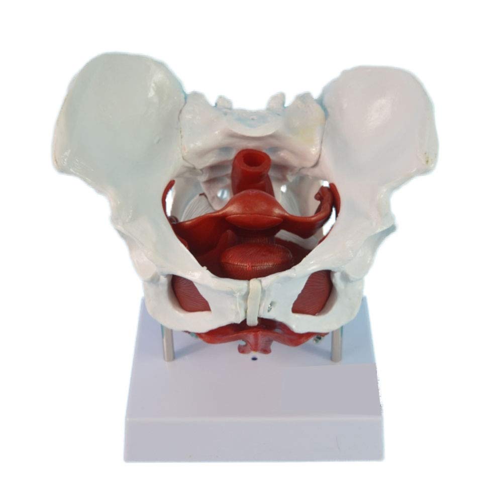 Wjer Female Pelvis Model Skeletal Life Size Model With Pelvic ...