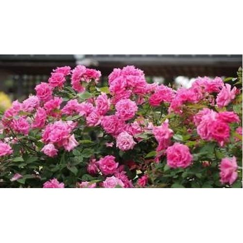 Generic Pink Lady Rose Indoor/Outdoor Seed (15 Per Packet) : Amazon.in ...