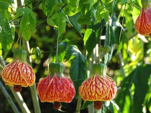 Abutilon Pictom, General common names include Indian mallow and ...