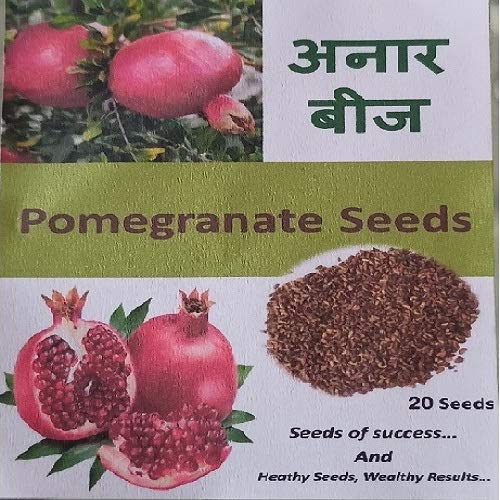 SelpLine Mithi Neem | curry tree M. koenigii | sweet neem | kadi patta ...