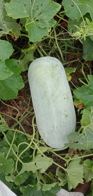 Hybrid Chal Kumro Seeds For Home Gardening Pack Of 25 : Amazon.in ...