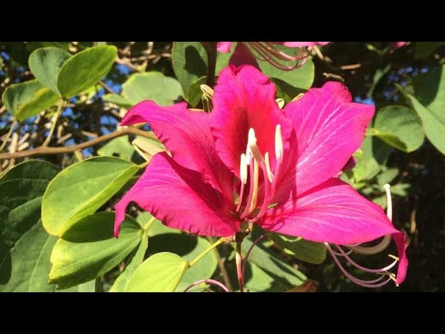 ONLINE PLANT BAZAR RED KANCHAN FLOWER LIVE PLANT : Amazon.in: Garden ...
