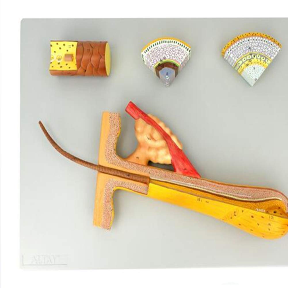 Buy Leunlee Science Models Zoom in 700X Hair Follicle Anatomical Model ...