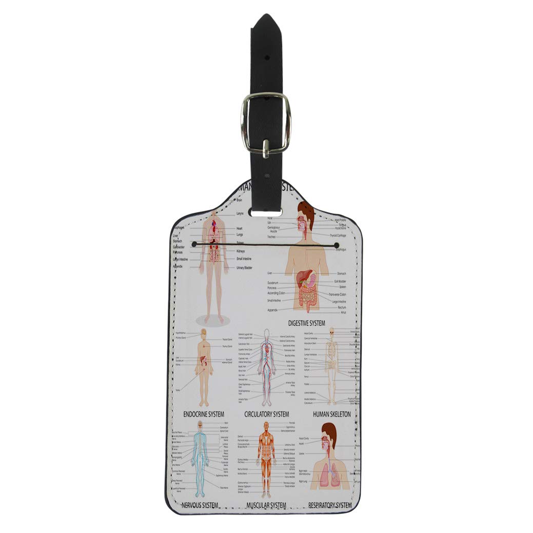 Buy Pinbeam Luggage Tag Anatomy of Complete Chart Different Human Organ ...