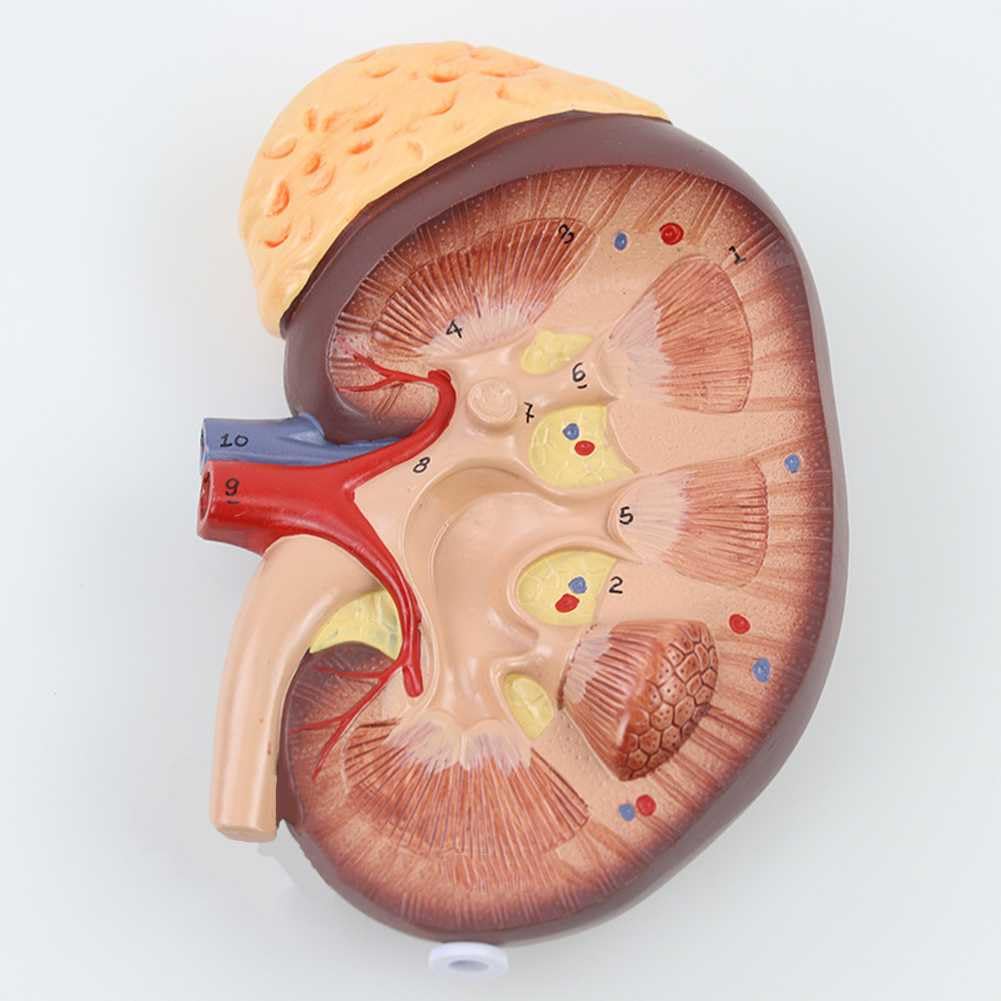 Anatomia Do Glomerulo