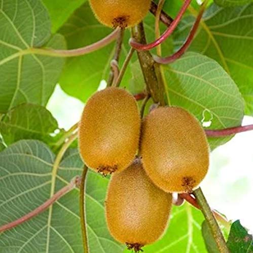 PLNZLY Kiwi Fruit Plants for home Kiwi Fruit Plants Fruit (Pack of 2 ...