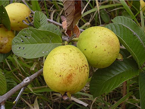 Psidium guajava - How to grow & care