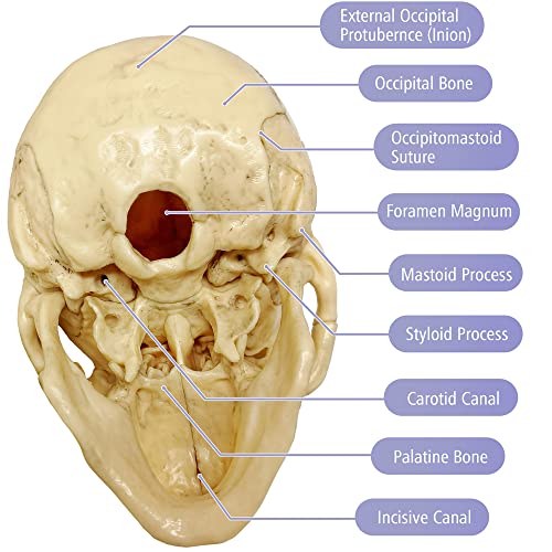 Snapklik.com : Evotech Mini Human Skull Model, Didactic 15 Parts Palm ...