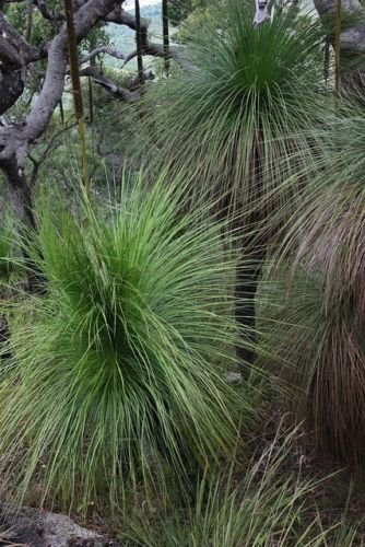 Buy Eastern Coastal Grass Tree Australian Native Drought Tolerant ...
