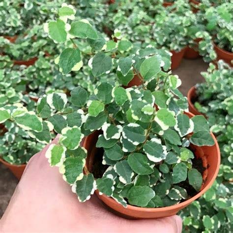 Buy Mphmi Ficus pumila variegated, Creeping fig variegated - Online at ...