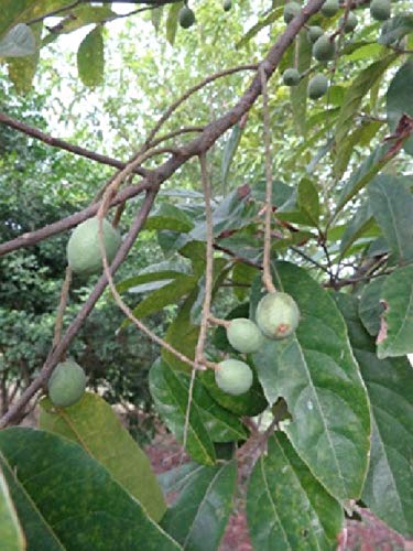 LushGreen Gardens kaarakka Fruit Tree Live Plant : Amazon.in: Garden ...