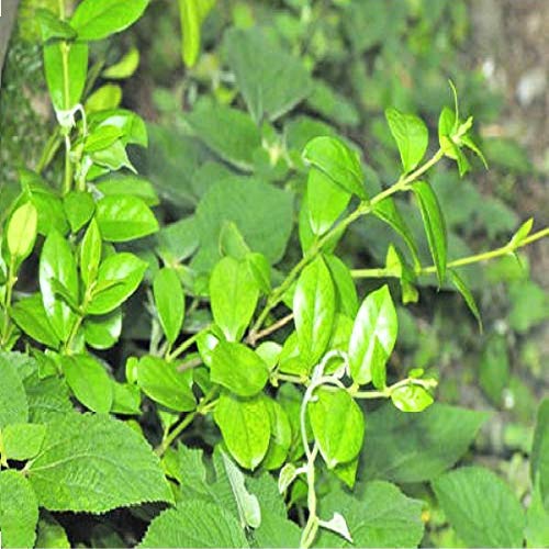 Indiana Herbalife Gymnema Sylvestre Gurmar Cowplant Podapatri ...
