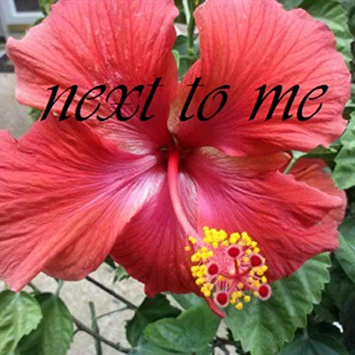 Amazon Music Unlimited - Edward Alexander Winfield 『Next to Me』