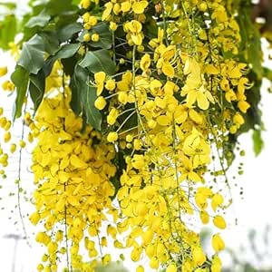 kushplant Cassia fistula, Golden shower Tree, Bahava Plant with pot : Amazon.in: Garden & Outdoors