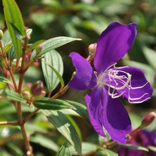 wbonline plants BEGUM BAHAR FLOWER LIVE PLANT A : Amazon.in: Garden ...