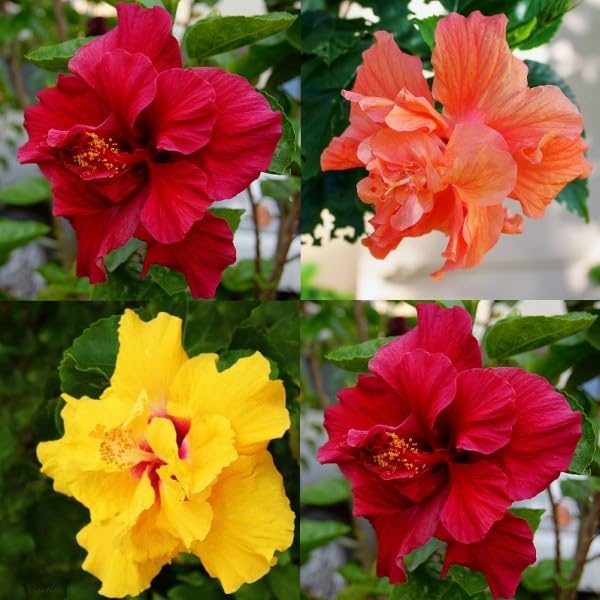 ROYAL PARADISE GARDEN Hibiscus Flower Plant Seed/China Rose Gudhal ...