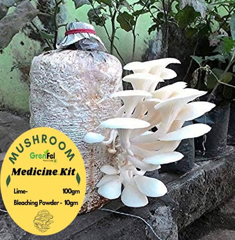 Grenfel Mushroom 3Kg Gm White Oyster Mushrooms 1st Generation Spawn ...