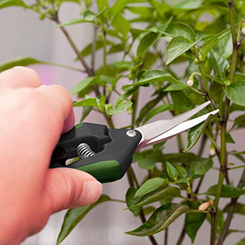 Best Bud Trimming Scissors | The Highest Crop