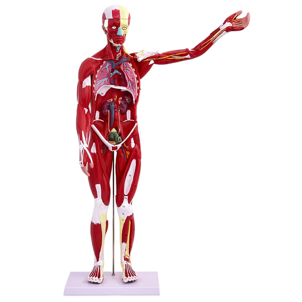 Human 80cm Unisex Torso Anatomical Model Skeleton Life