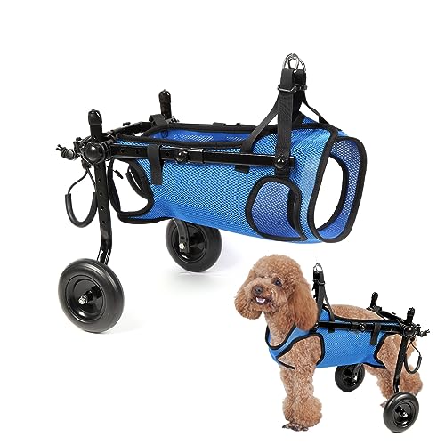 Revolutionize Your Paralyzed Cat's Mobility with These Top 10 Wheels ...