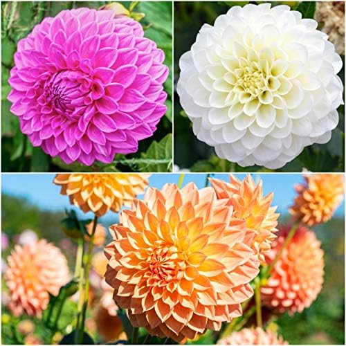 Woodland bulbs® 6 x Dahlia Tubers Bulbs - POM-POMS Mixed Dahlias ...