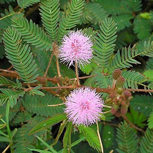 CosaCentrum Live Plants Chuimui Touch me not Plant Mimosa pudica Plant ...