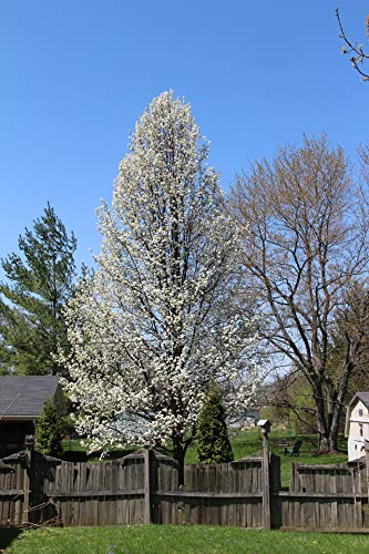 Bradford Flowering Pear Tree | AmericanGardener.com
