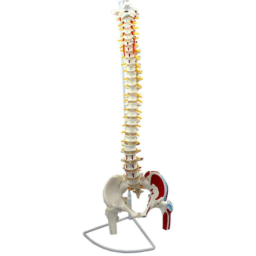 Buy Human Anatomy Model Anatomical Spine Model Foldable Vertebral ...