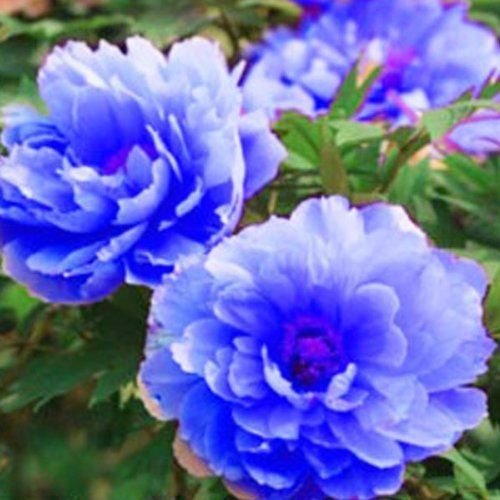 Generic Dark Blue Tree Peony Flower Seeds : Amazon.in: Garden & Outdoors