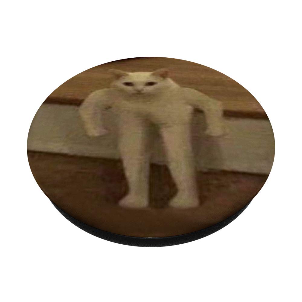 Cat Standing Up Meme