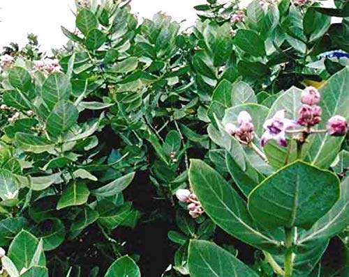 Kapebonavista® Rare Shwetharka Ganapathi Madar Plant Giant Milkweed ...