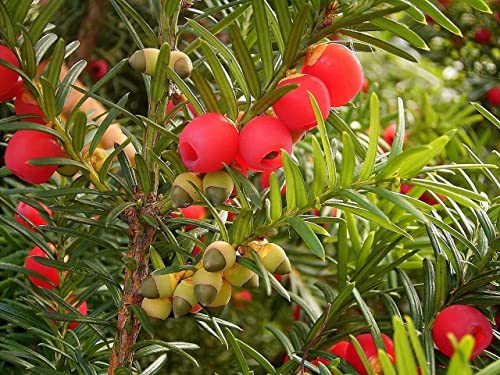 Yew tree - How to grow & care