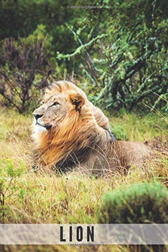 Lion: Notebook with Animals for Kids, Notebook for Coloring Drawing and ...