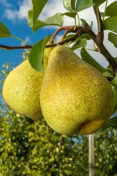 Sipra Enterprise Babugosha Pear Fruit Nashpati Plant Live Grafted ...