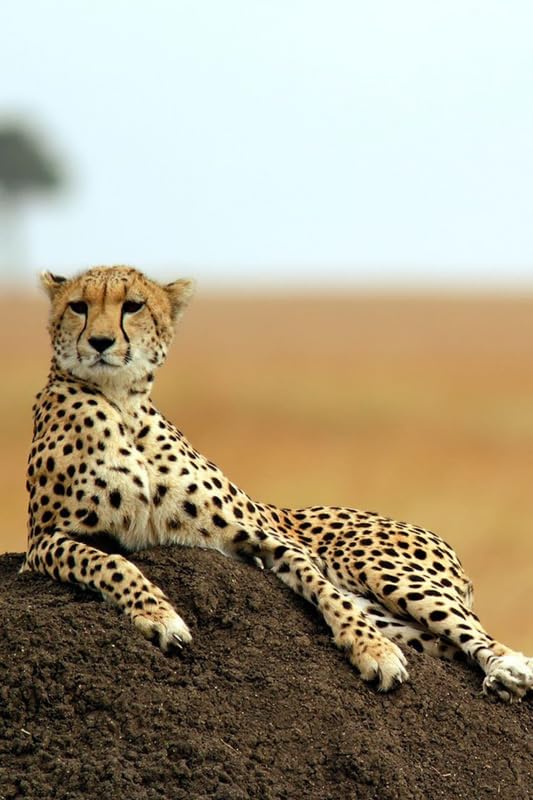 Poster of Cheetah Posters for Room Wall Decortation, Size - 12 X 18 ...