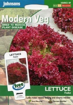 Johnsons Seeds - Pictorial Pack - Vegetable - Lettuce Feska - 200 Seeds ...