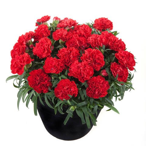 Creative Farmer Flower Seeds : Dianthus Flower Garden Seeds Real ...