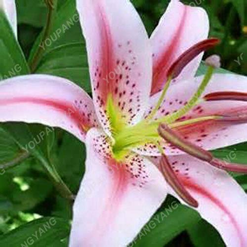 Giant Lily Flower