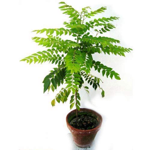 PLANT Live Curry Sweet Neem Leaves Plant meethi neem Curry patta ...