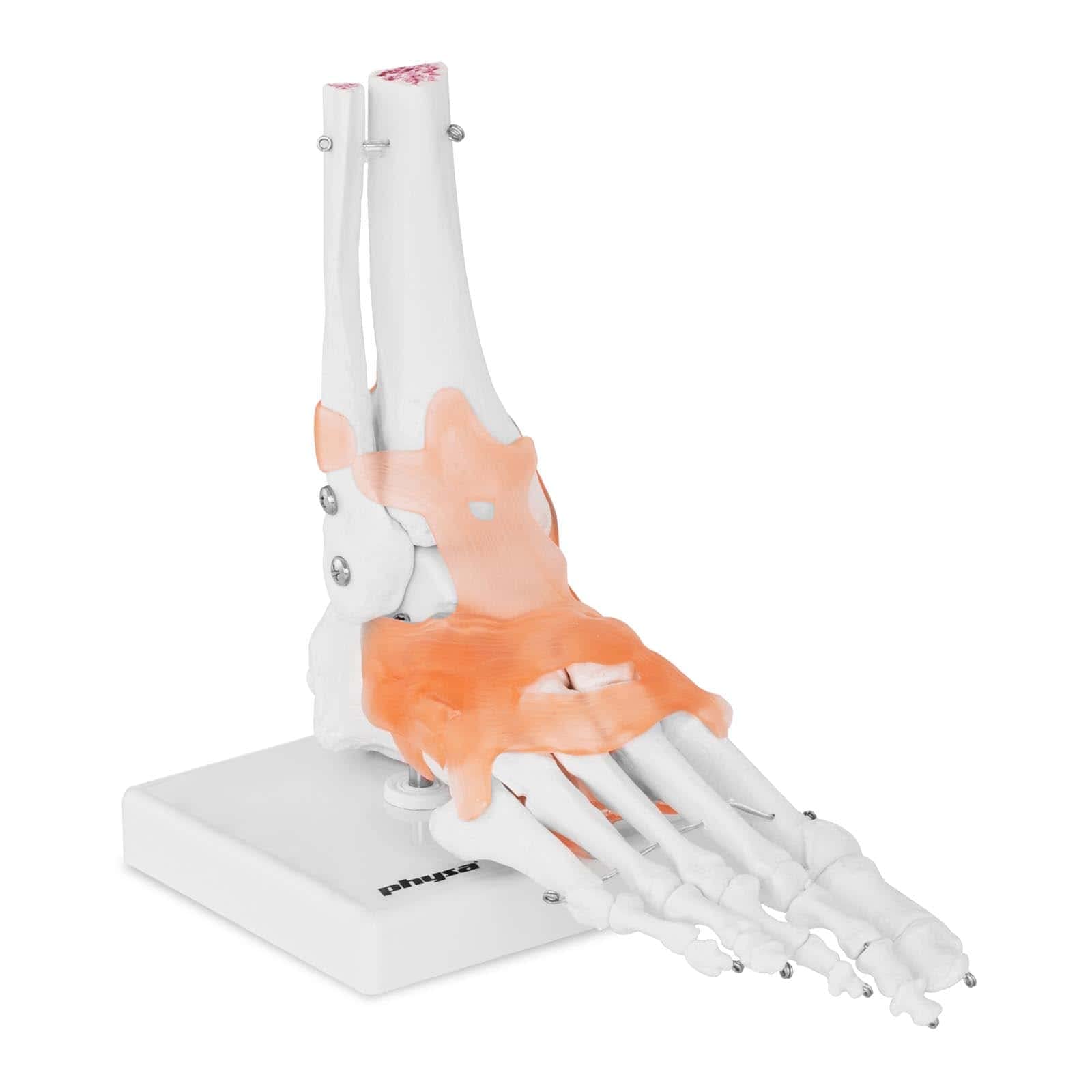 Physa Human Foot Skeleton Model With Ligaments And Joints Life ...