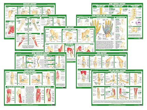 Joint Anatomy Chart Series : Amazon.co.uk: Stationery & Office Supplies