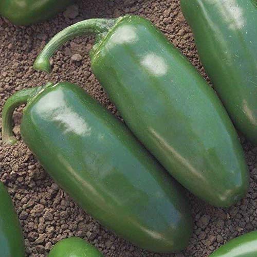 Amazon.com : Super Red Pimento Sweet Pepper Seeds - Perfect for ...