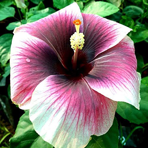 Guruji Plantation - Hibiscus/Gudhal Live Flower Plant with Black ...