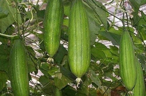 Creative Farmer Vegetable Seeds Peechinga Seeds - Sponge Gourd Dark ...